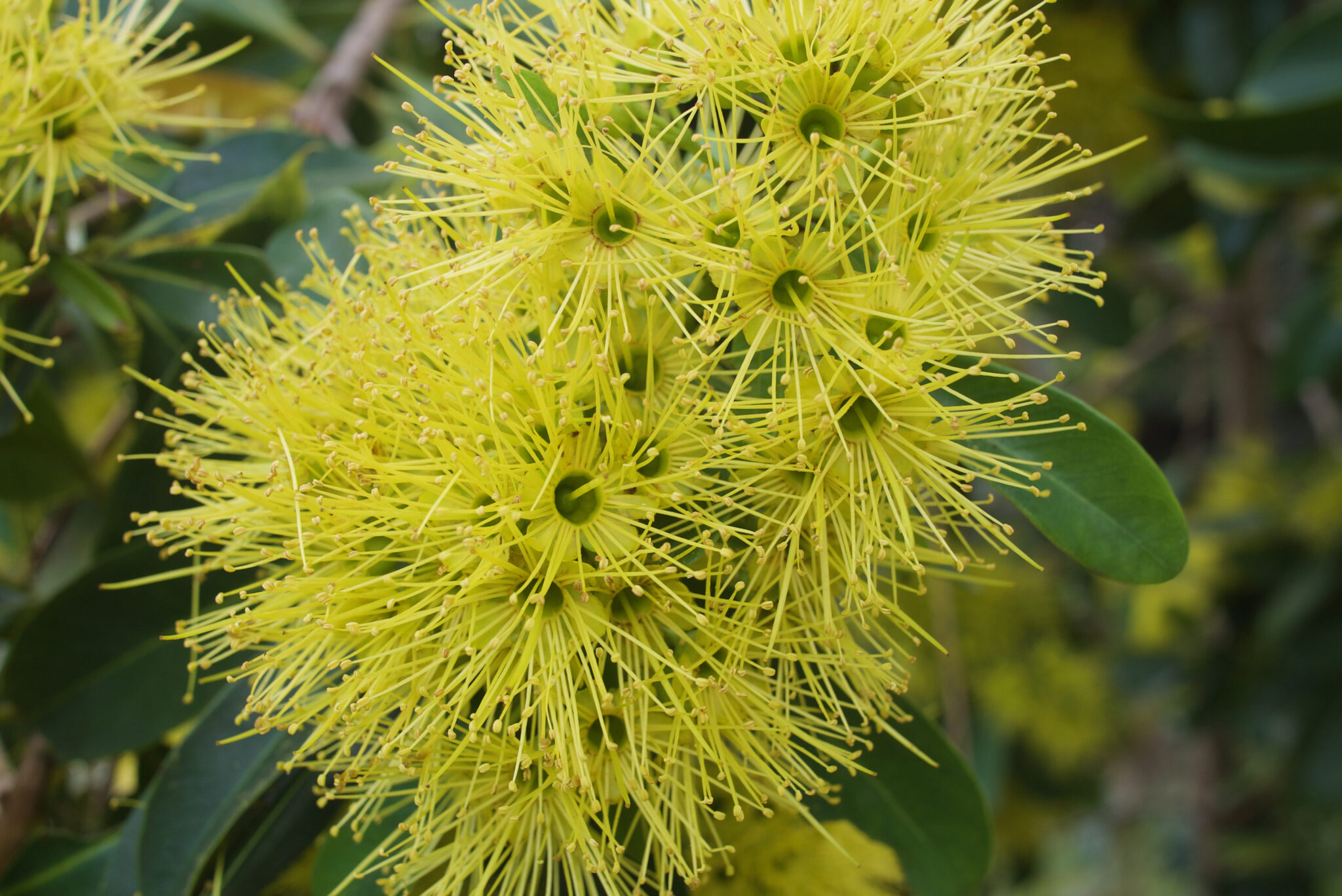 Luscious, Dense and Green: Xanthostemon chrysanthus – Mallee Design