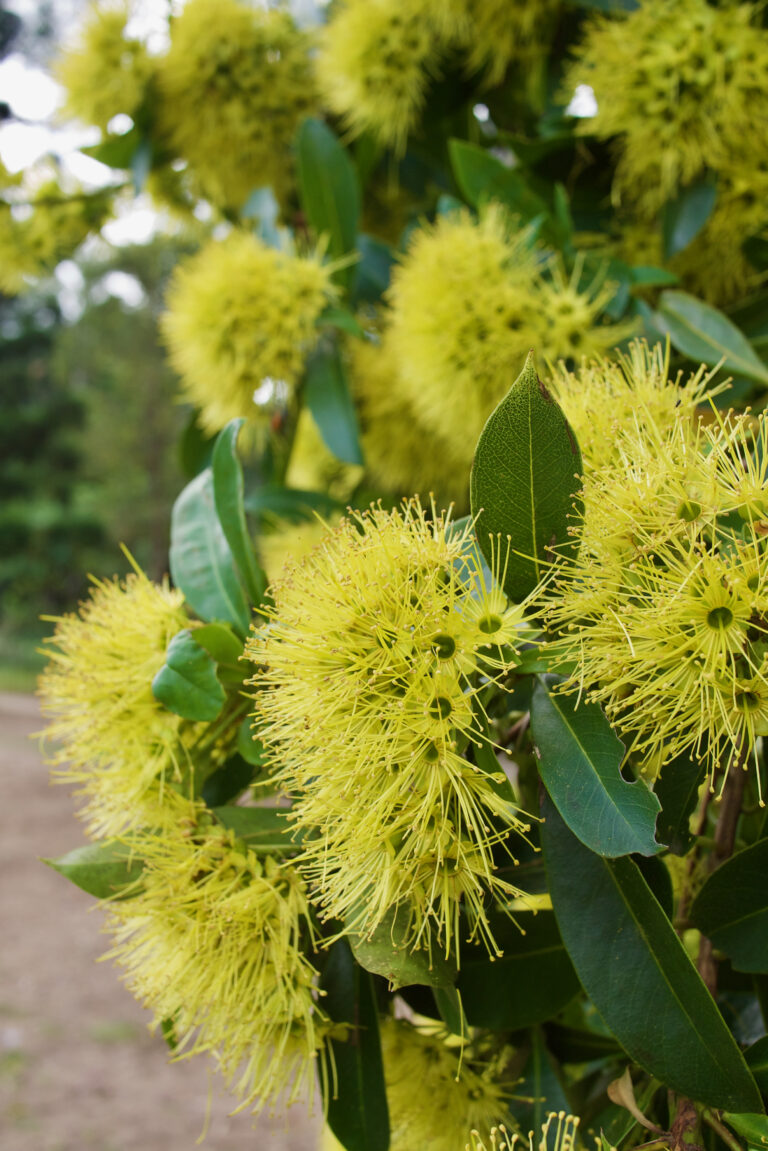Luscious, Dense and Green: Xanthostemon chrysanthus – Mallee Design