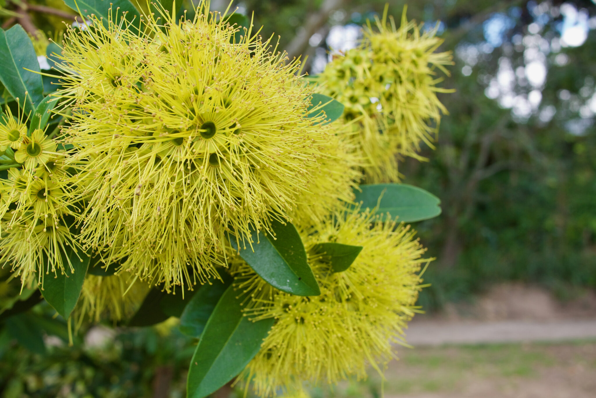 Luscious, Dense and Green: Xanthostemon chrysanthus – Mallee Design