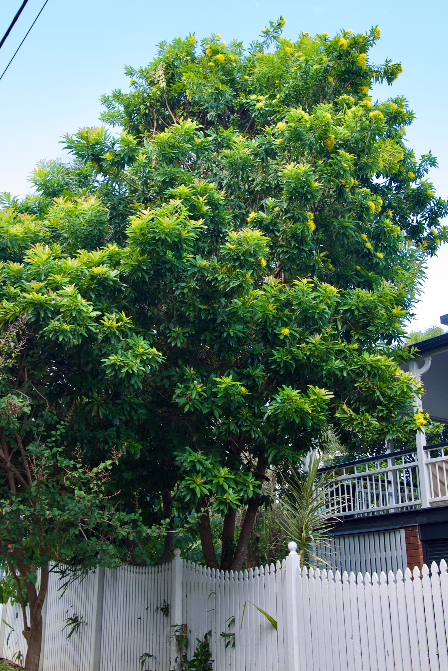 Luscious, Dense and Green: Xanthostemon chrysanthus – Mallee Design