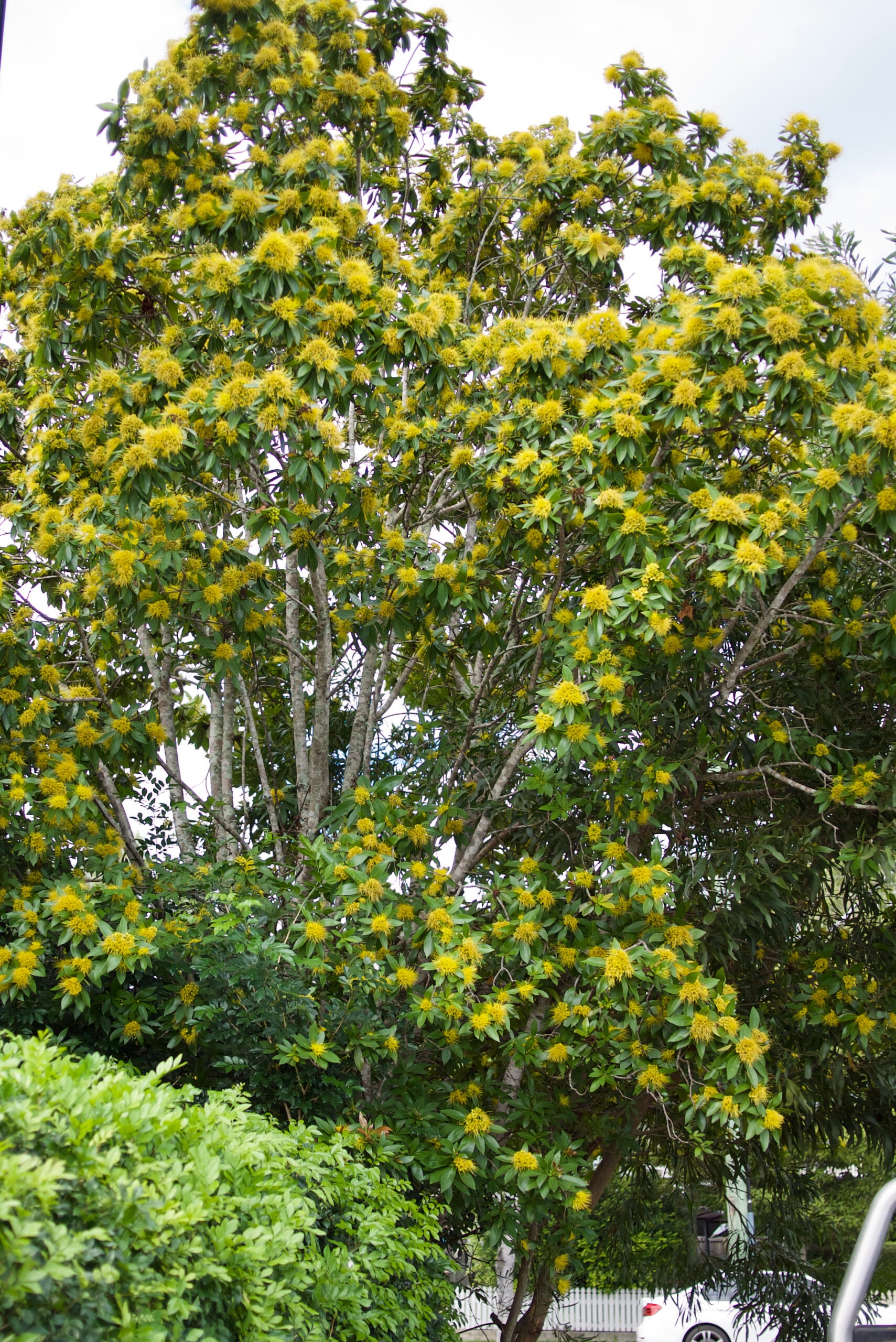 Luscious, Dense and Green: Xanthostemon chrysanthus – Mallee Design