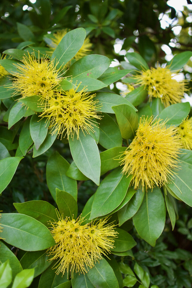 Luscious, Dense and Green: Xanthostemon chrysanthus – Mallee Design
