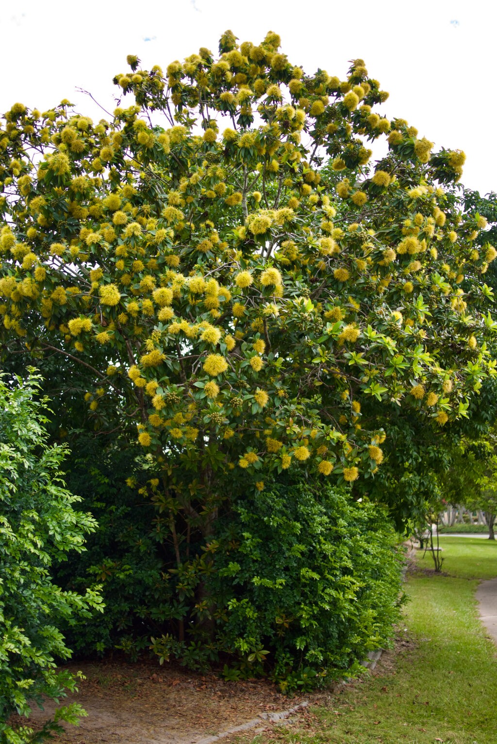Luscious, Dense and Green: Xanthostemon chrysanthus – Mallee Design