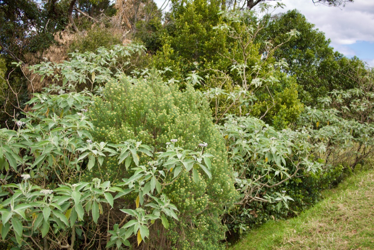 How to Regenerate Bushland in your Backyard – Mallee Design