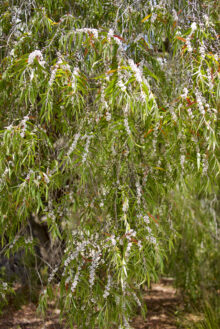 What to Plant for Poorly Drained Soils – Mallee Design