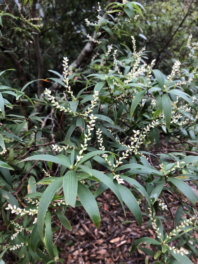 Walks for winter-spring flowering plants on Dharawal Country – Mallee ...