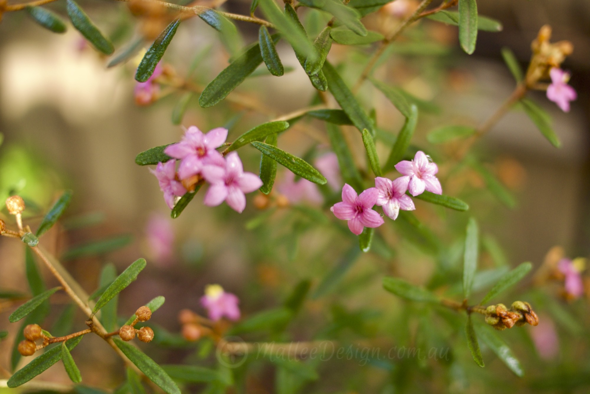 Native flowers in the deepest dark of Winter – Mallee Design