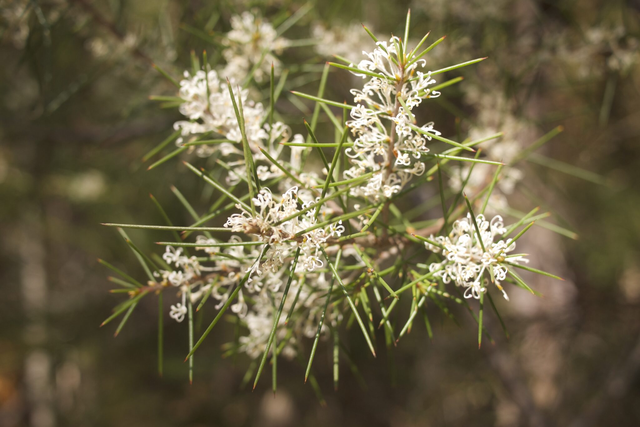 Walks for winter-spring flowering plants on Dharawal Country – Mallee ...