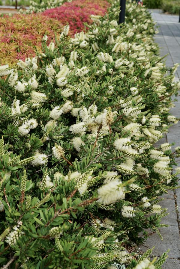 Try not to dismiss Callistemon ‘White Anzac’ – Mallee Design