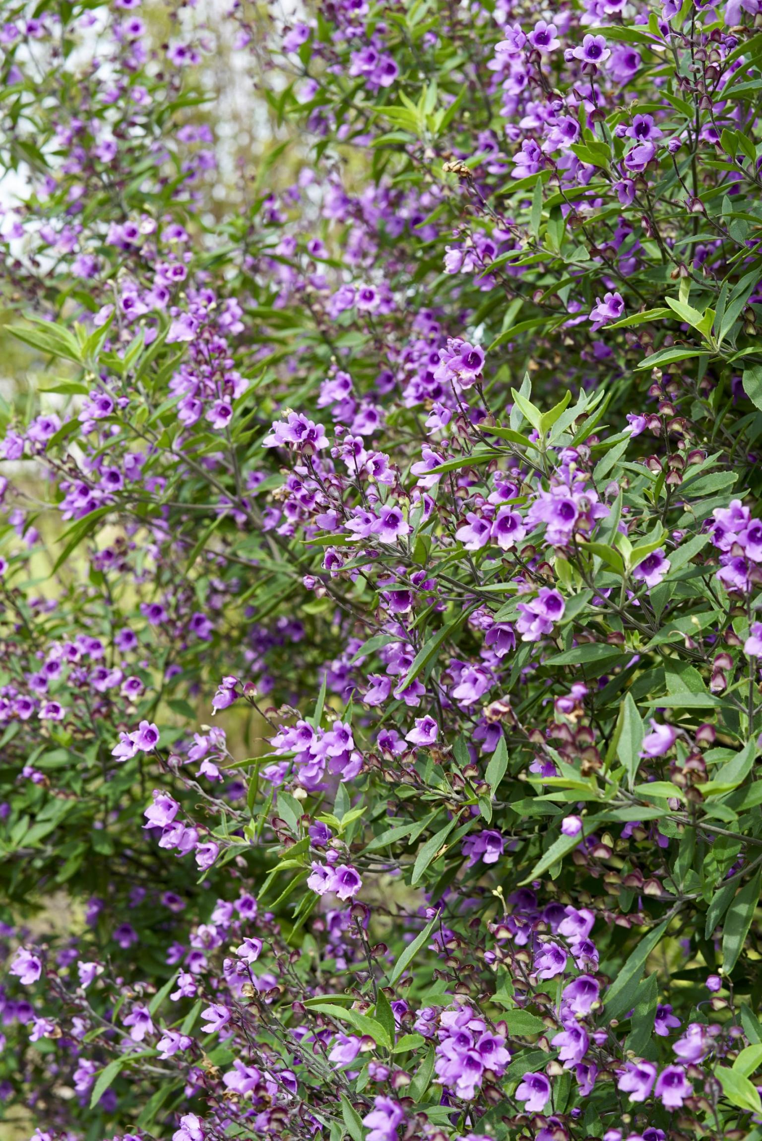 The purple punch of Prostanthera ovalifolia – Mallee Design