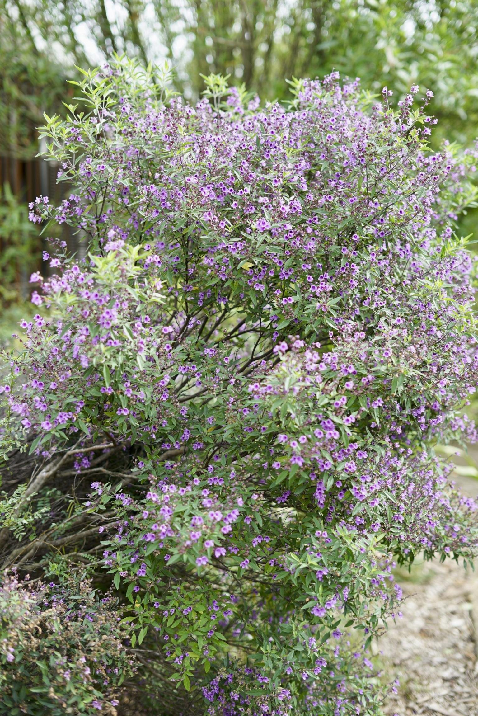 The purple punch of Prostanthera ovalifolia – Mallee Design