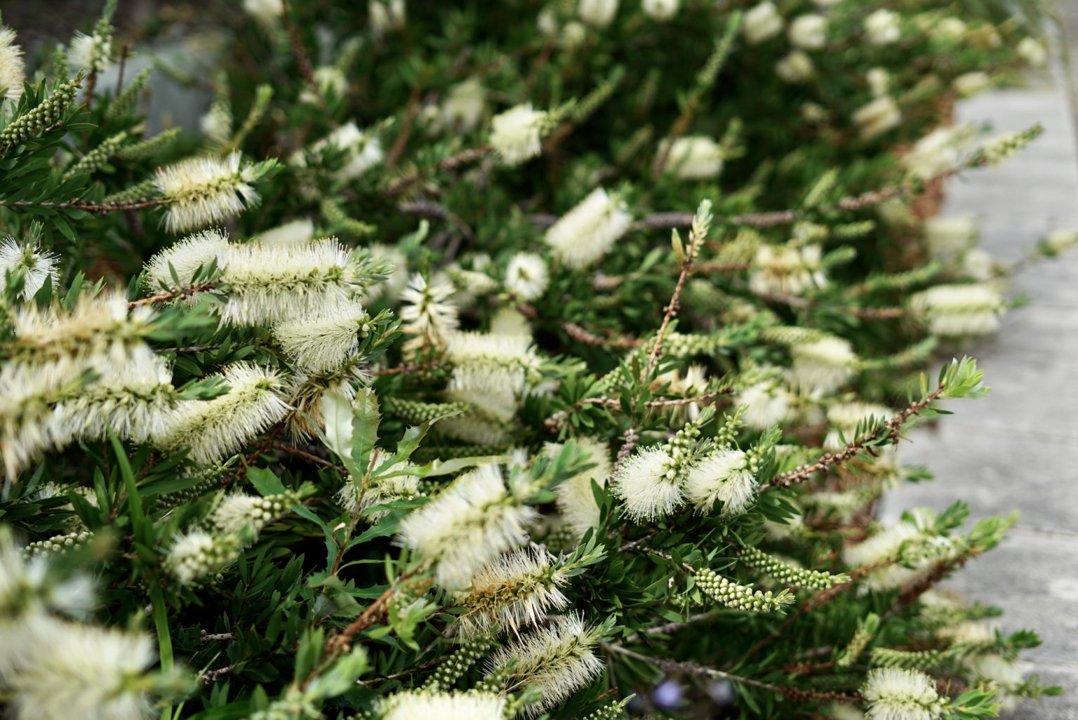 Try not to dismiss Callistemon ‘White Anzac’ – Mallee Design