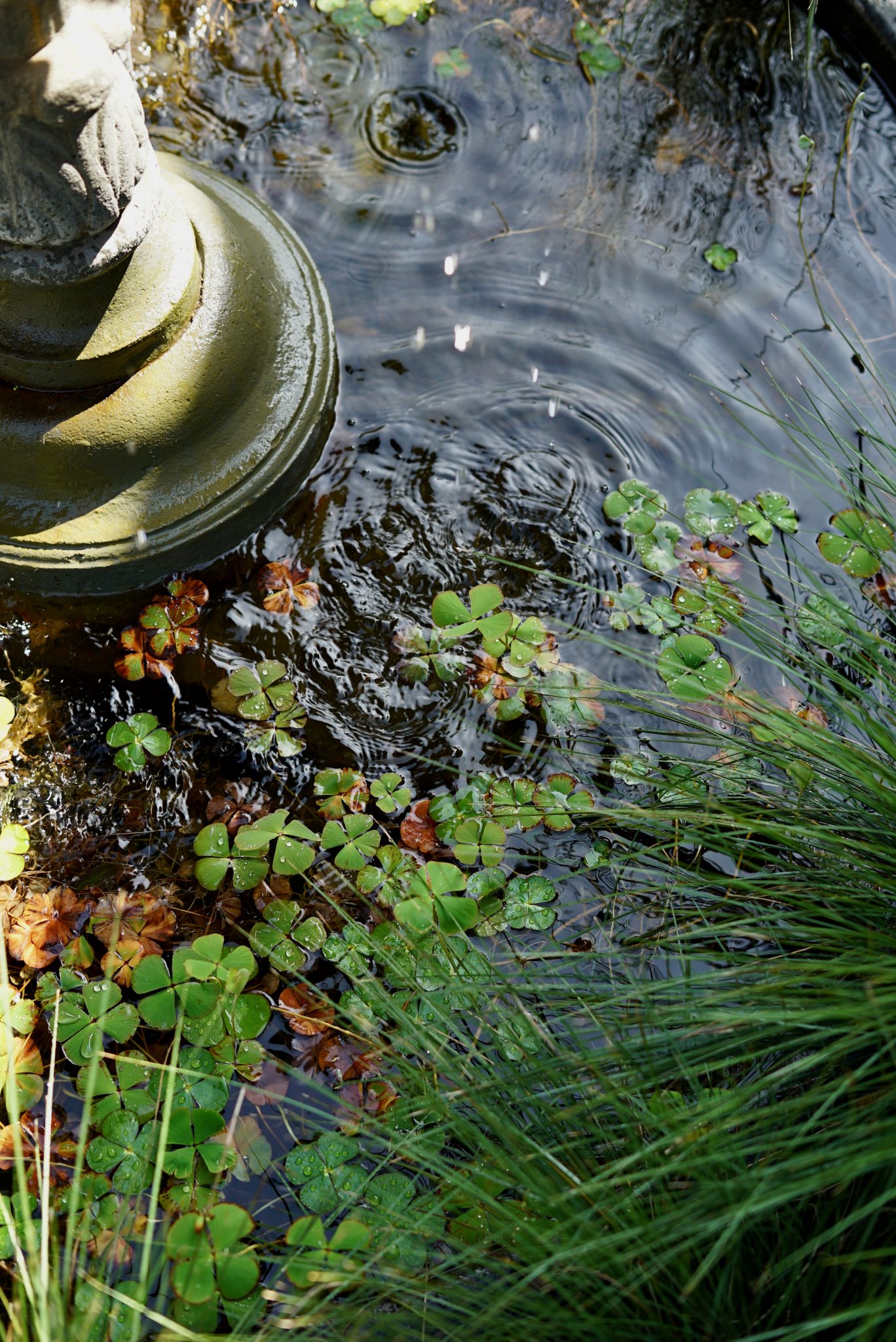 Two favourite floating water plants: Nymphiodes geminata & Marsilea ...