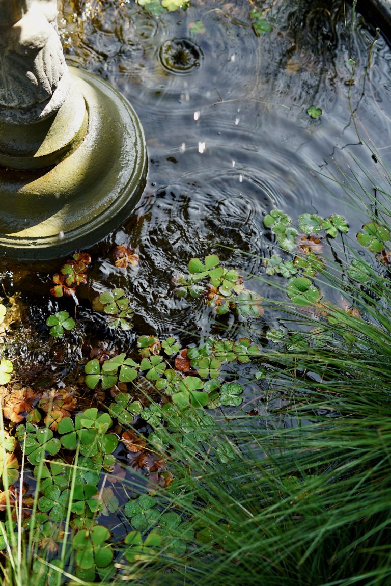 Two favourite floating water plants: Nymphiodes geminata & Marsilea ...