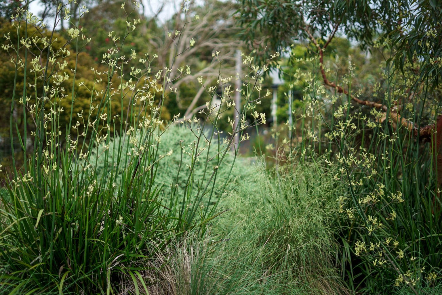 Kangaroo Paw Care – Get the Pruners Out! – Mallee Design