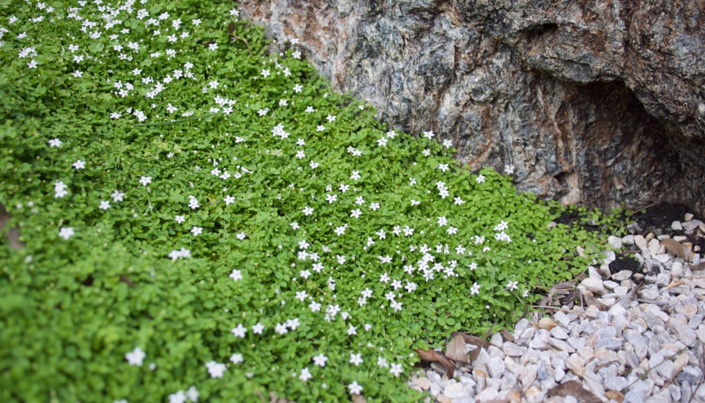 A true carpeting ground cover: Pratia pedunculata – Mallee Design