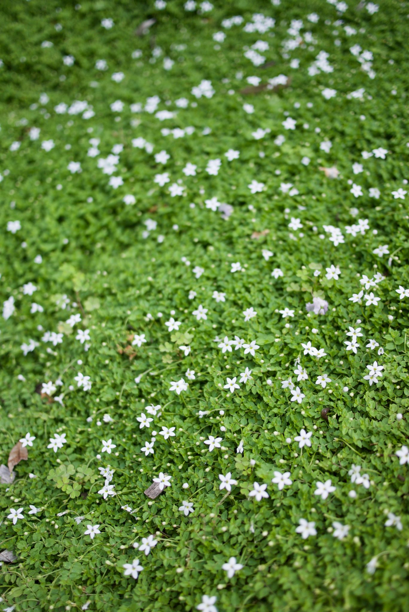 A true carpeting ground cover: Pratia pedunculata – Mallee Design