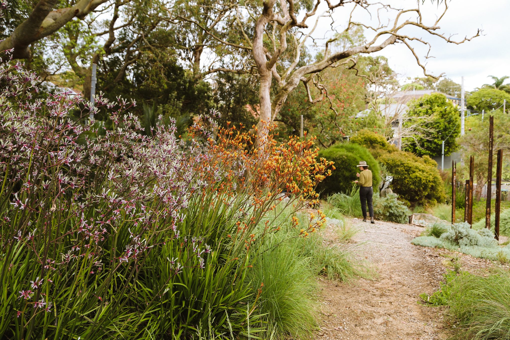Mallee Design – Native Garden Design & Consultation