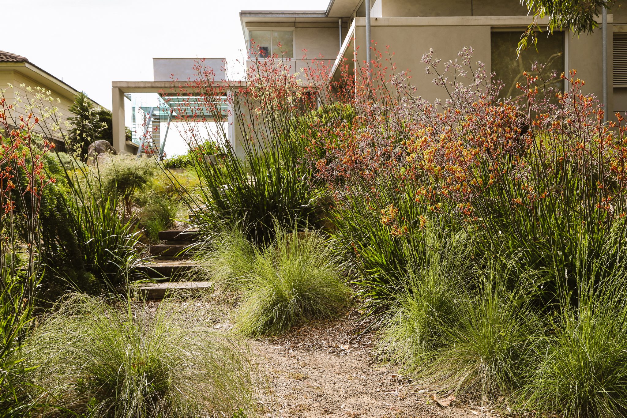 Kangaroo Paw Care – Get the Pruners Out! – Mallee Design