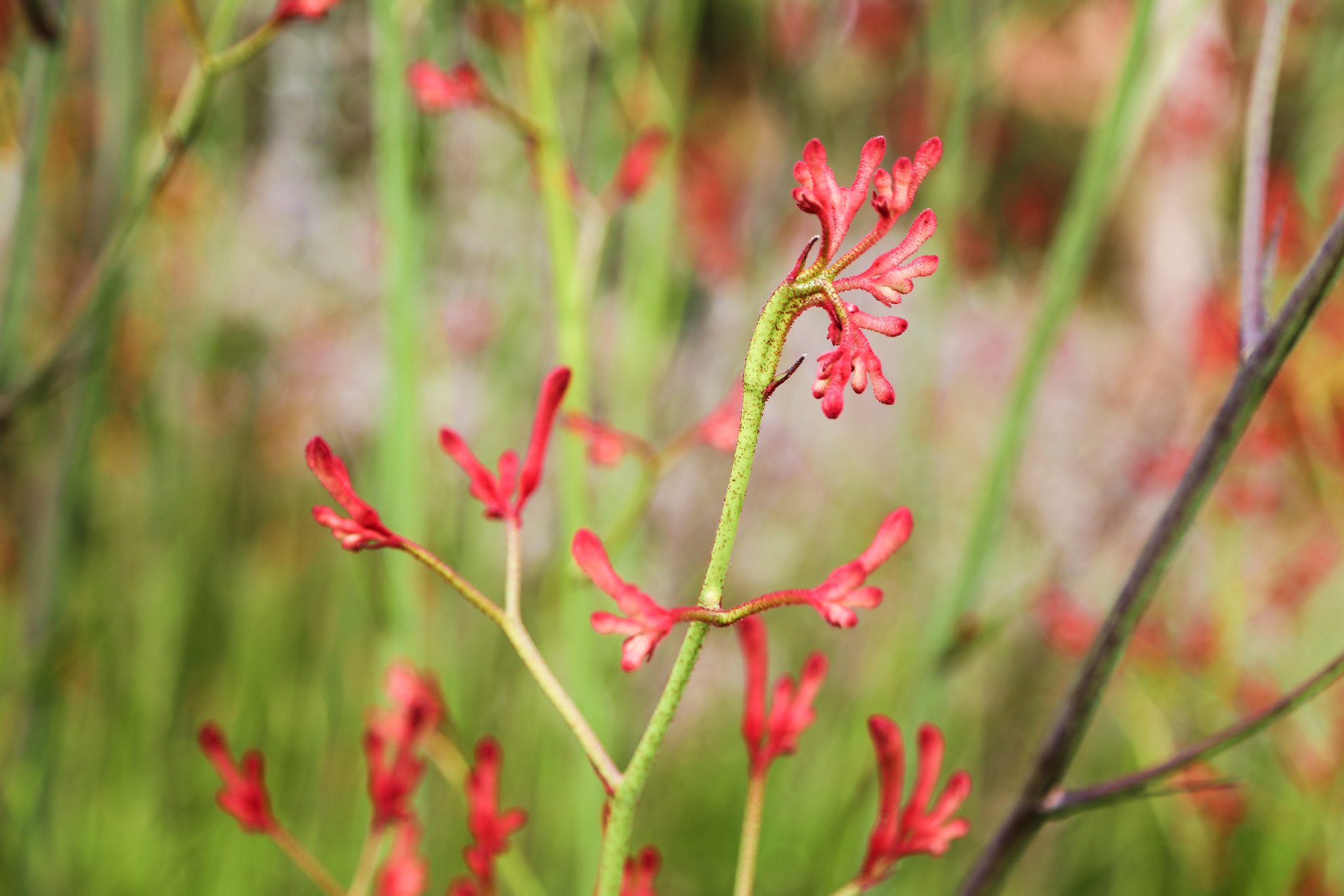 Kangaroo Paw Care – Get the Pruners Out! – Mallee Design