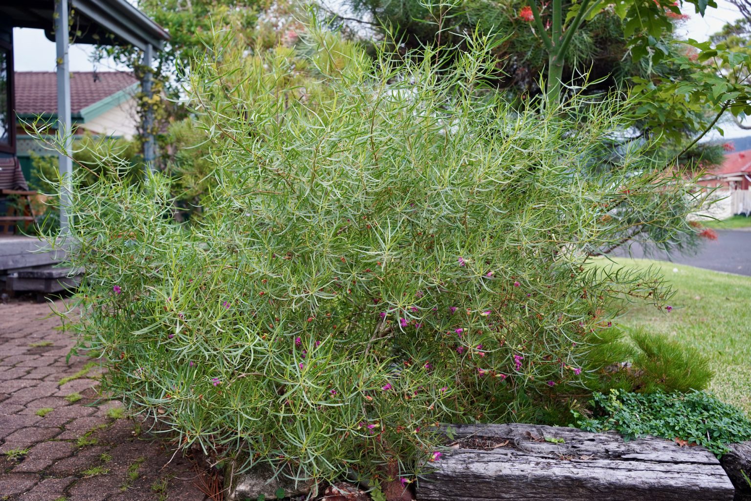 Emu Bush Challenge No. 10: Eremophila ‘Meringur Crimson’ – Mallee Design