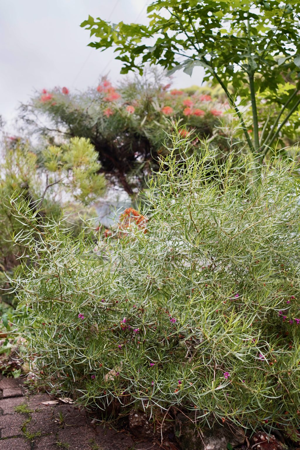 Emu Bush Challenge No. 10: Eremophila ‘Meringur Crimson’ – Mallee Design
