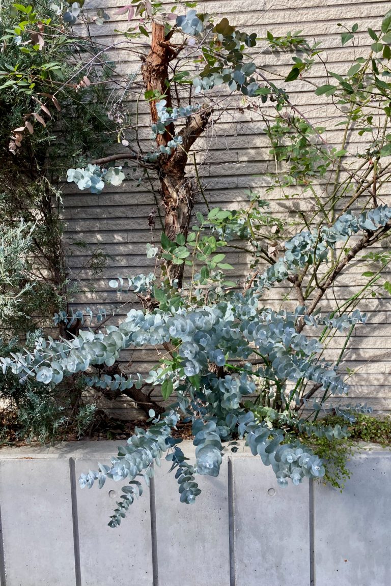 Australian Native Plants in Japan – Mallee Design