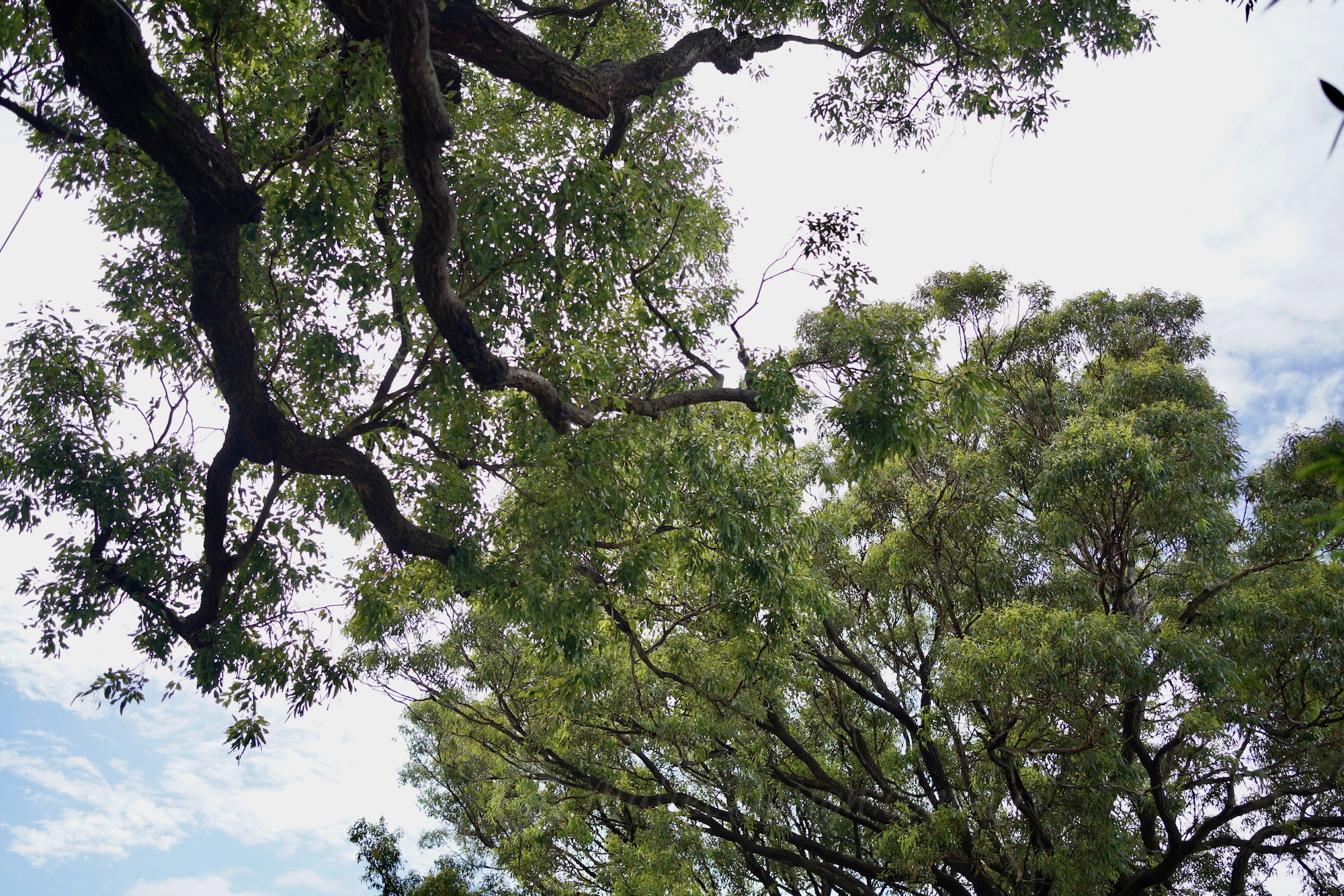 Happy 10th Eucalyptus Day: Eucalyptus paniculata – Mallee Design