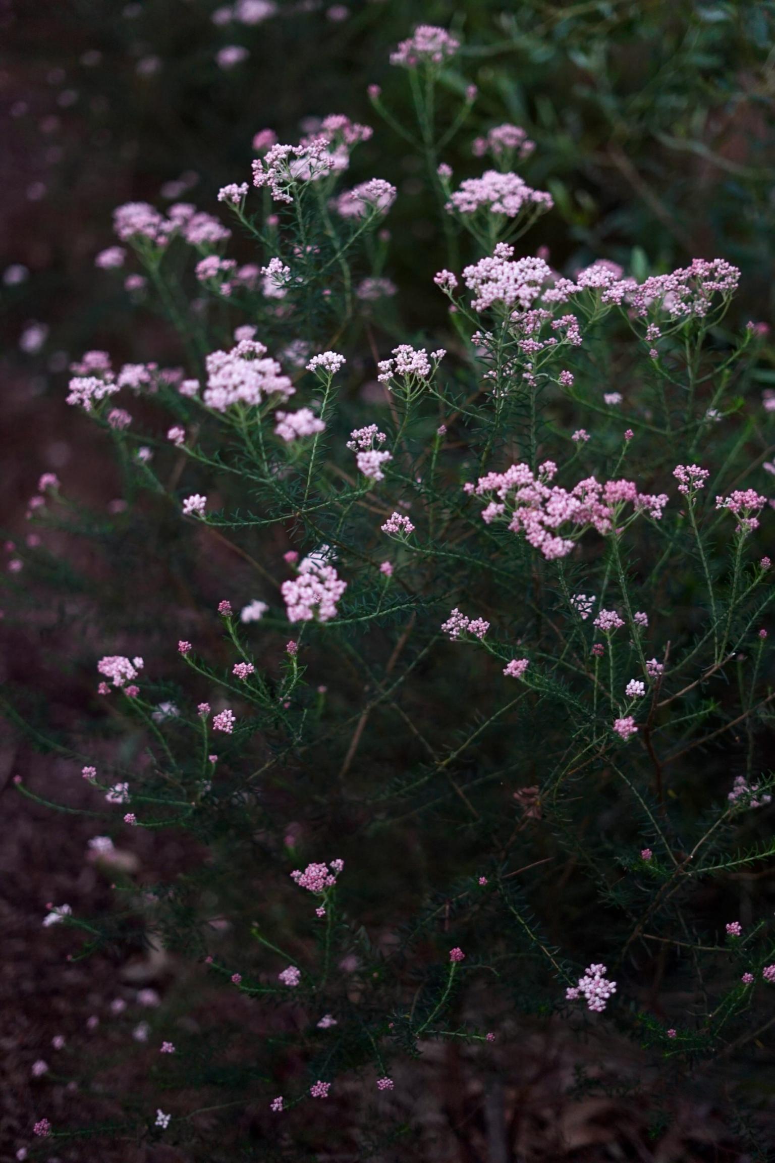The constantly evolving beauty of Ozothamnus diosmifolius – Mallee Design
