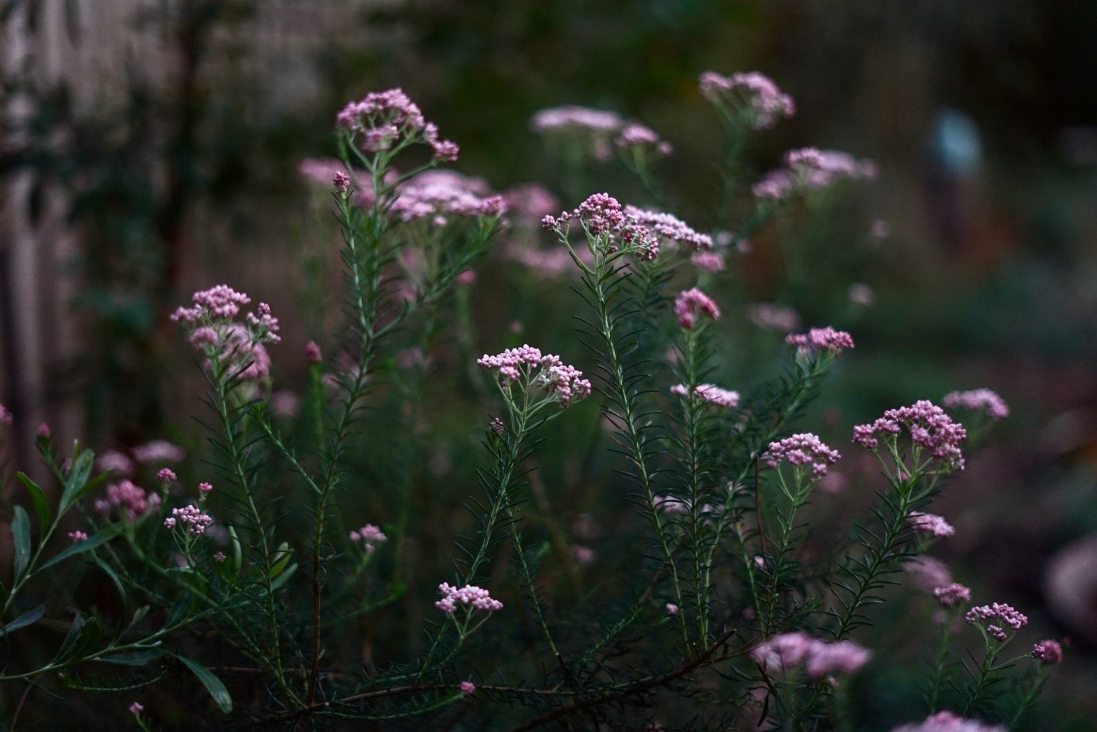 The constantly evolving beauty of Ozothamnus diosmifolius – Mallee Design