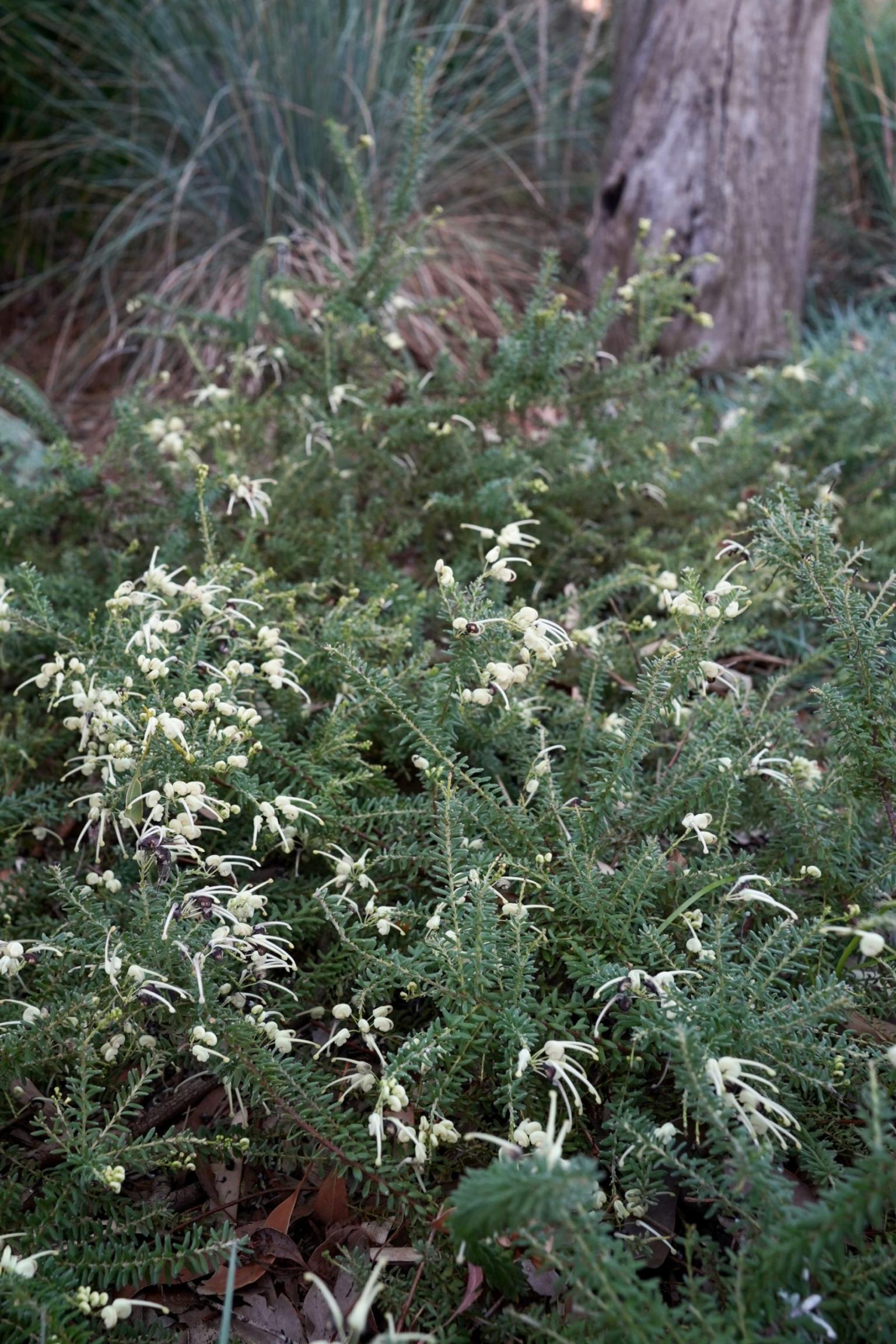 Light it up: Grevillea lanigera ‘Mellow Yellow’ – Mallee Design