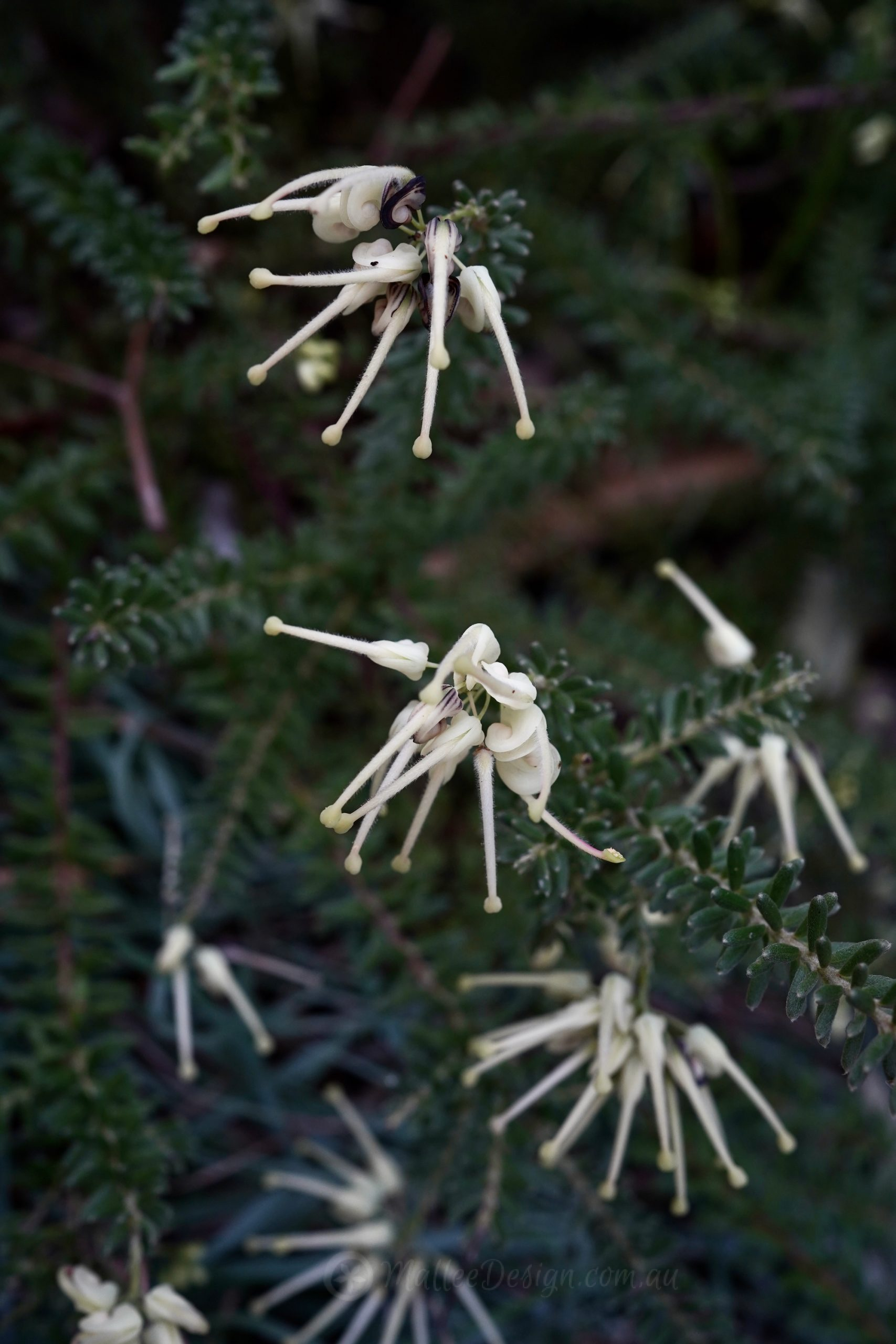 Light it up: Grevillea lanigera ‘Mellow Yellow’ – Mallee Design