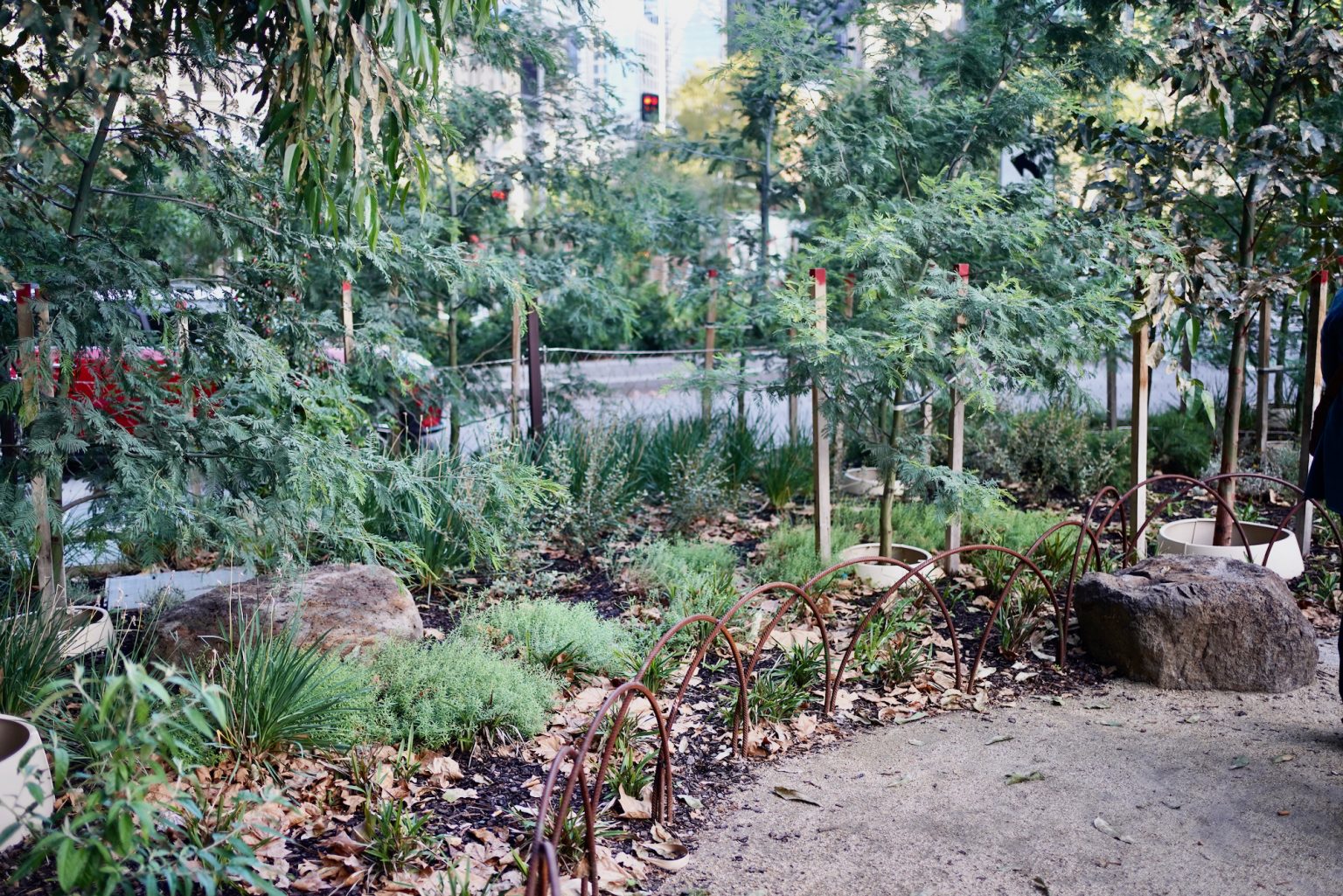 Native plants in the Melbourne City Streetscape – Mallee Design