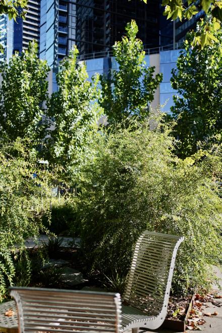 Native plants in the Melbourne City Streetscape – Mallee Design