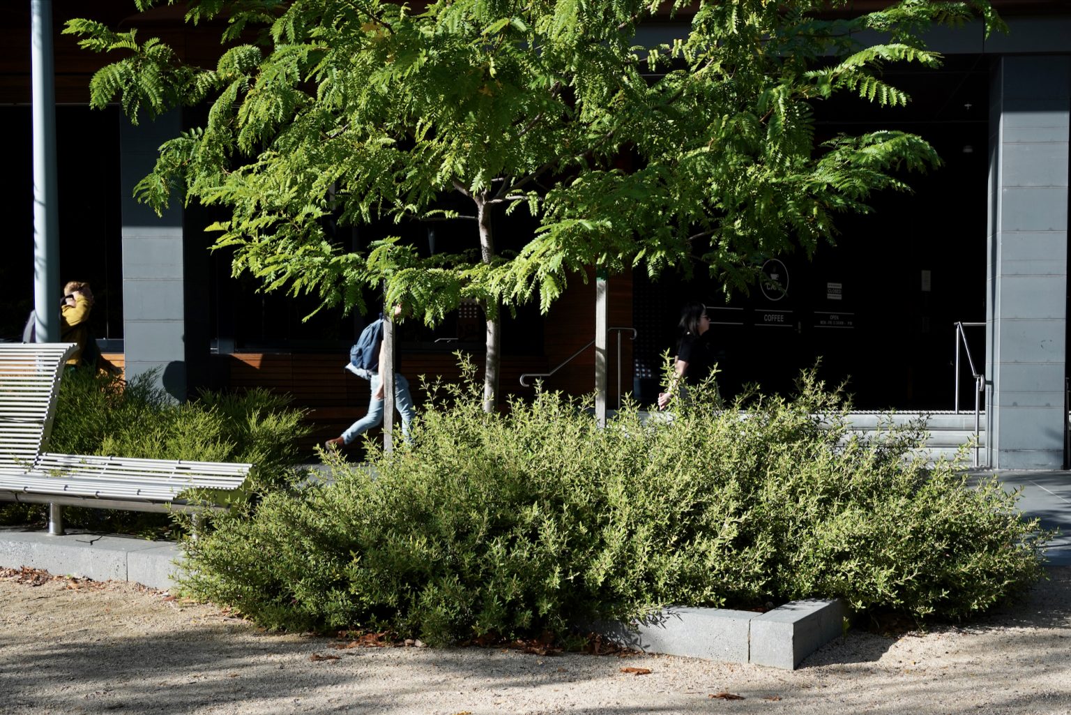 Native plants in the Melbourne City Streetscape – Mallee Design