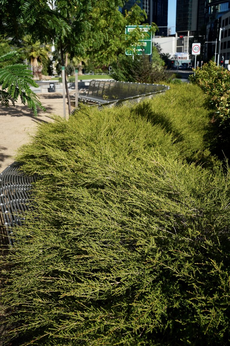 Native plants in the Melbourne City Streetscape – Mallee Design