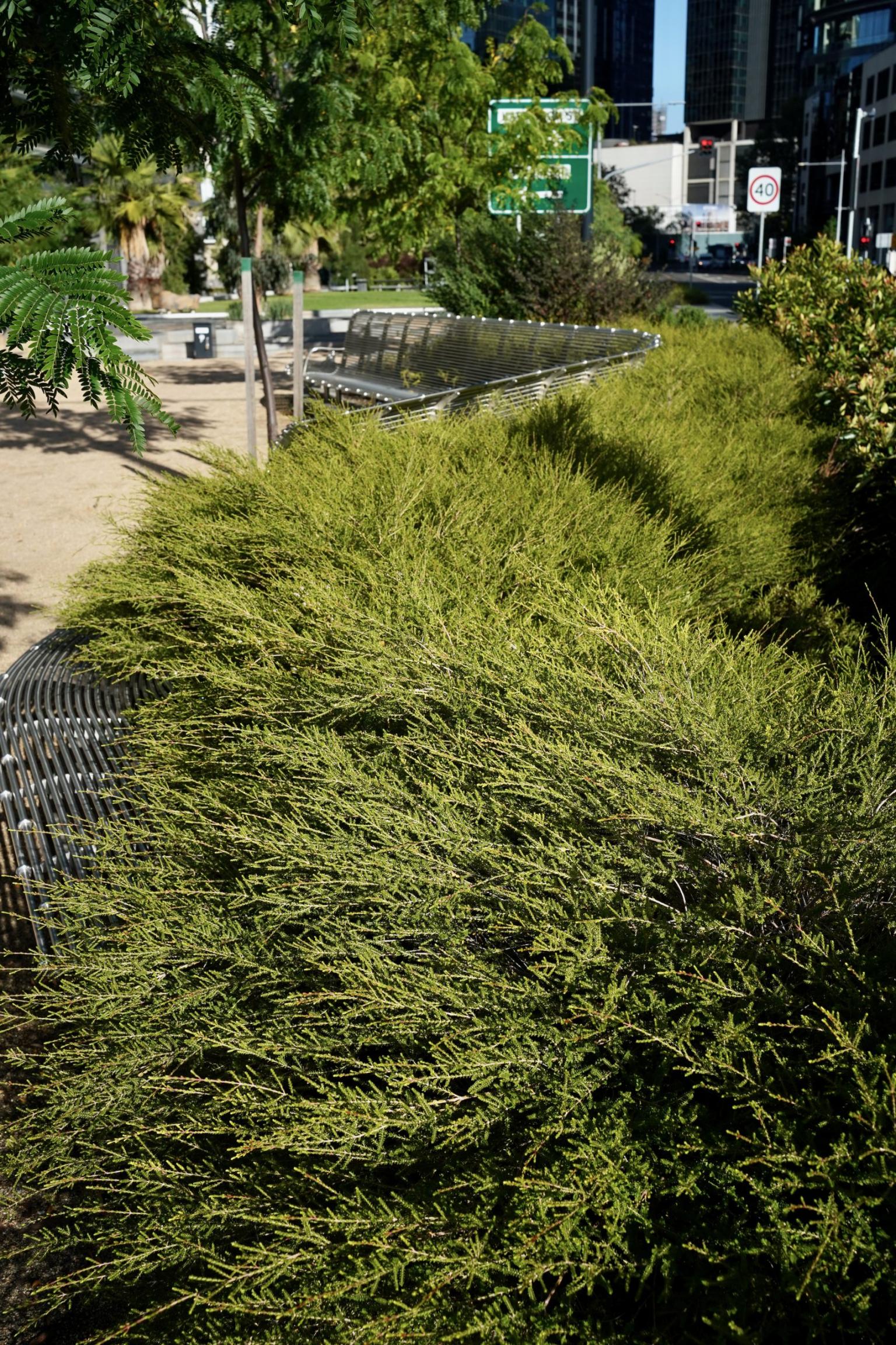 Native plants in the Melbourne City Streetscape – Mallee Design