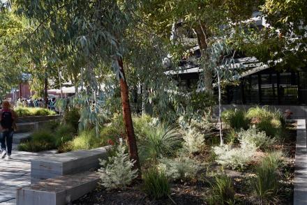 Native plants in the Melbourne City Streetscape – Mallee Design
