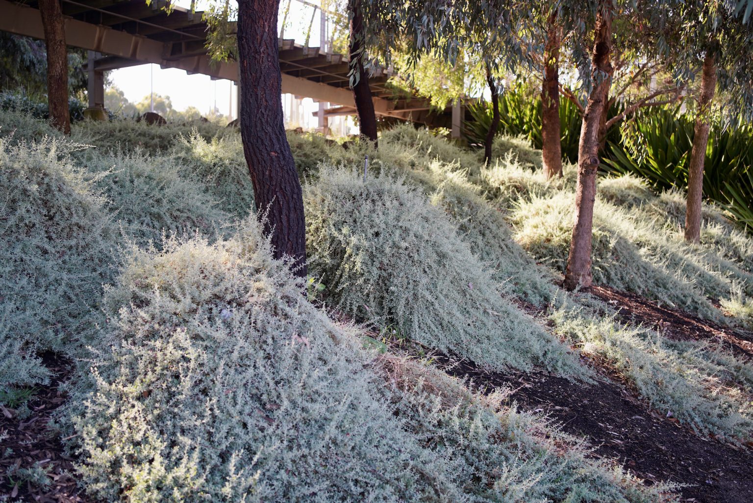 Native plants in the Melbourne City Streetscape – Mallee Design