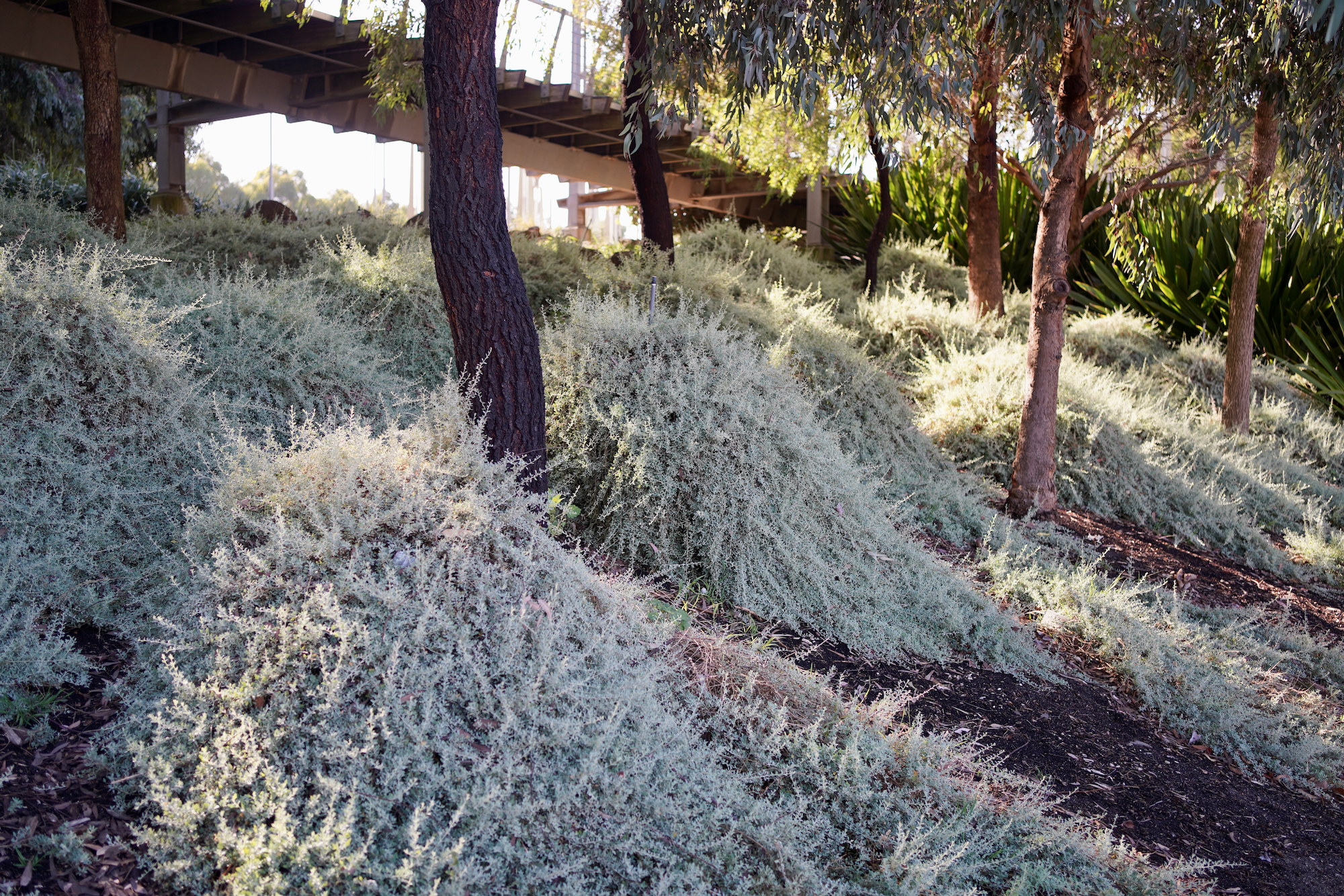 Native plants in the Melbourne City Streetscape – Mallee Design