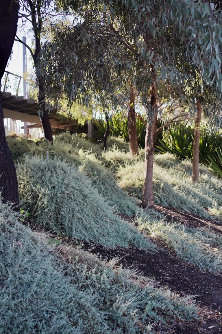 Native plants in the Melbourne City Streetscape – Mallee Design