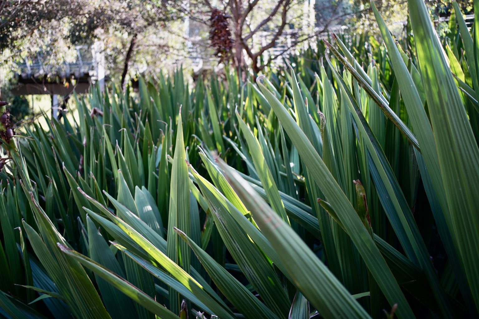 Native plants in the Melbourne City Streetscape – Mallee Design
