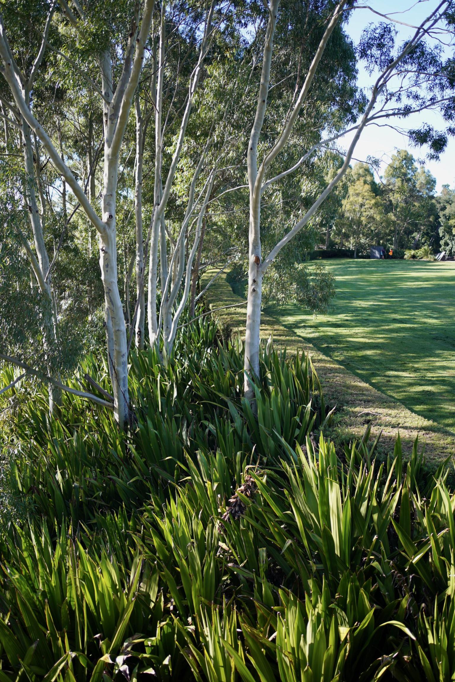 Native plants in the Melbourne City Streetscape – Mallee Design