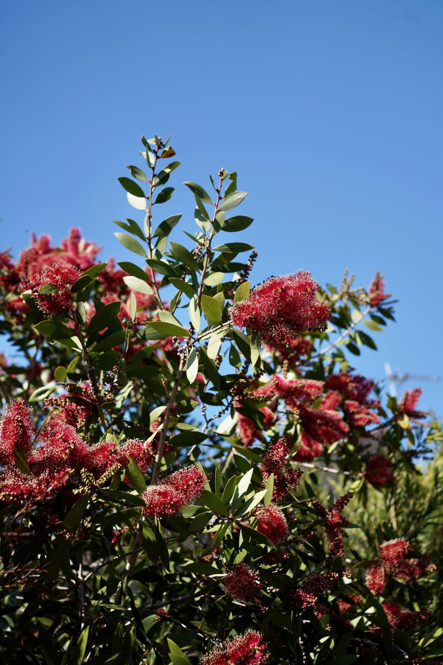 Who can resist ? Melaleuca ‘Candy Sparkles’ – Mallee Design