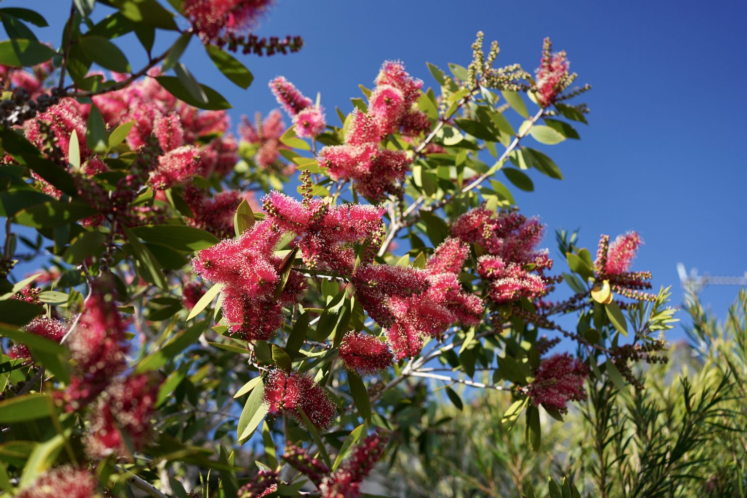 Who can resist ? Melaleuca ‘Candy Sparkles’ – Mallee Design