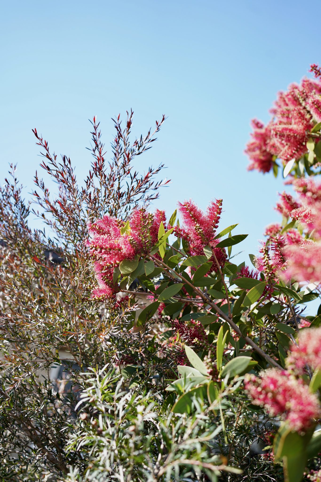 Who can resist ? Melaleuca ‘Candy Sparkles’ – Mallee Design