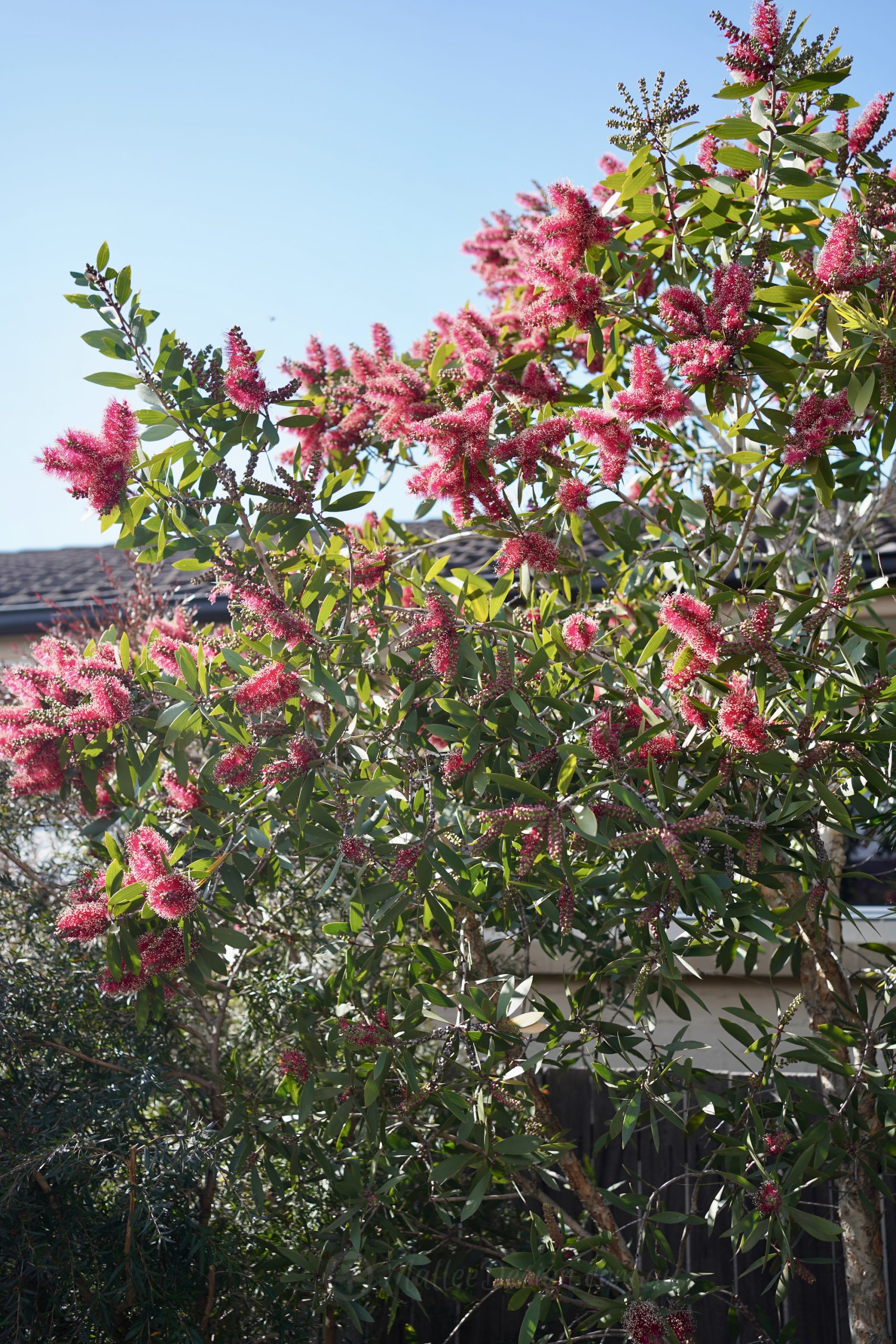 Who can resist ? Melaleuca ‘Candy Sparkles’ – Mallee Design