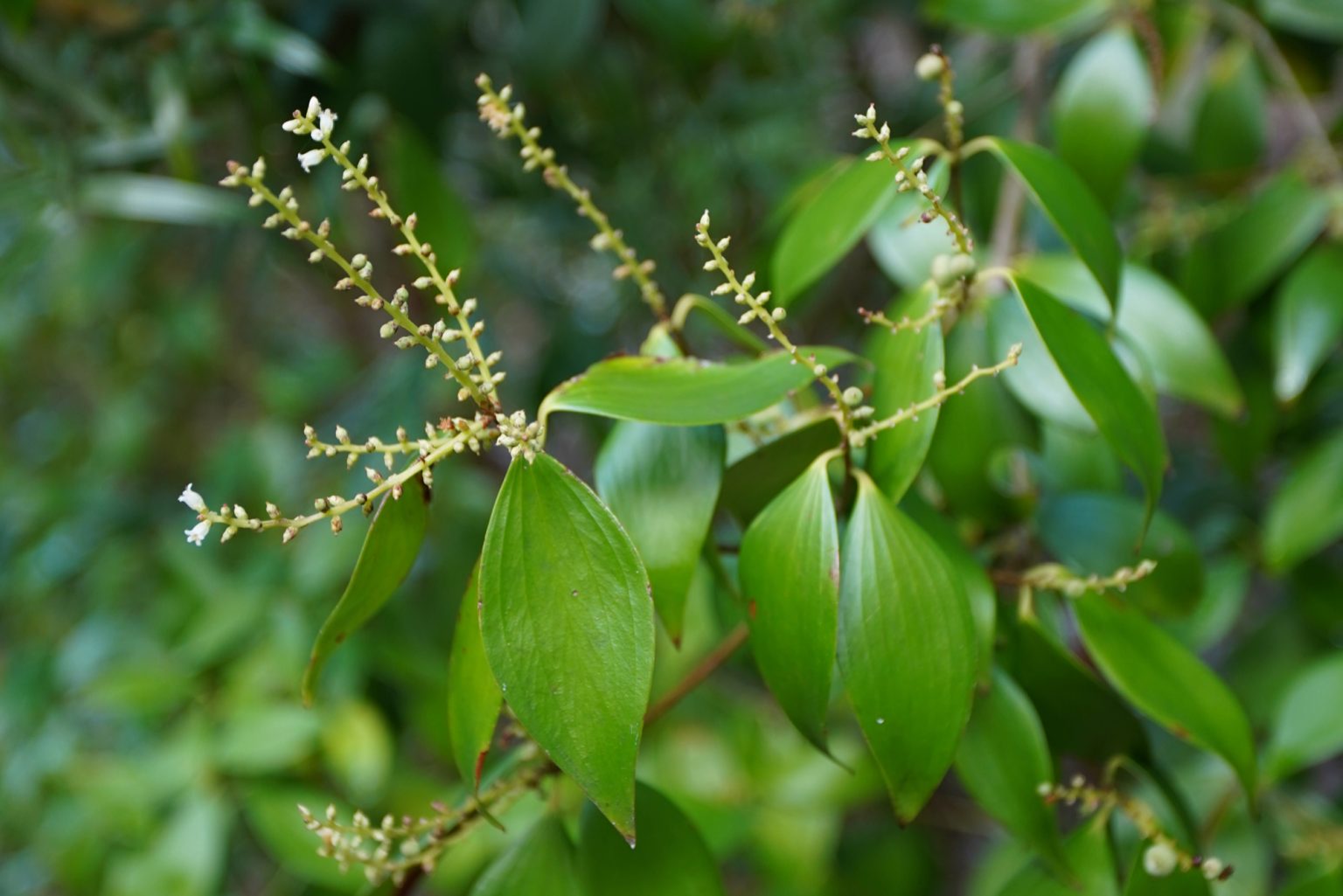 Lucious, Shade-loving: Trochocarpa laurina – Mallee Design