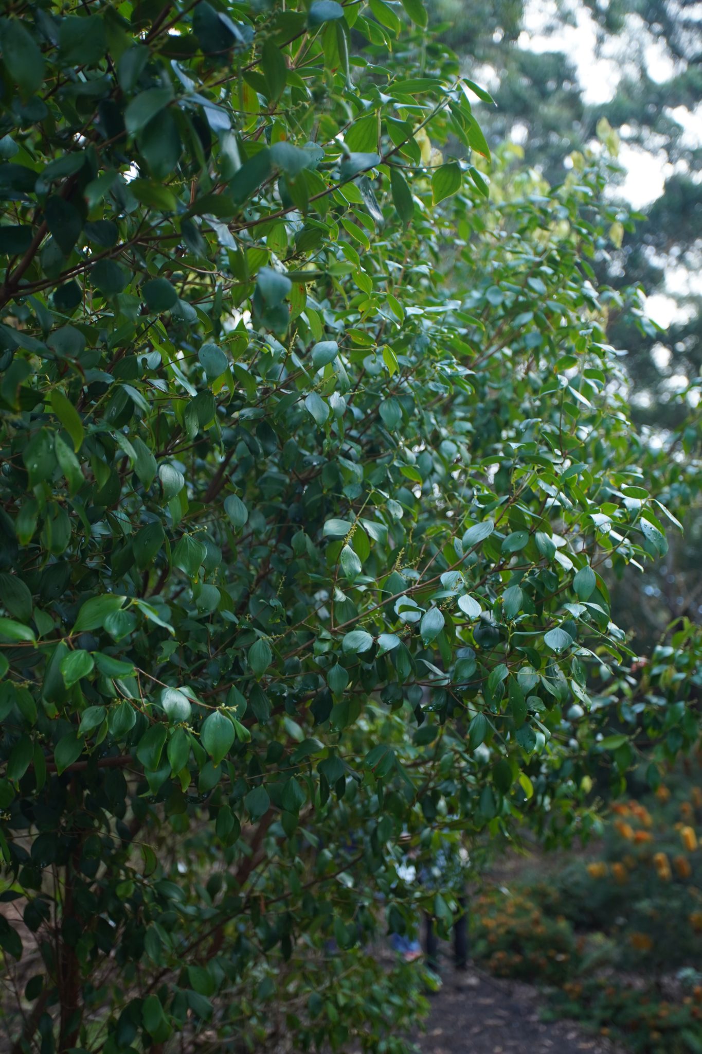 Lucious, Shade-loving: Trochocarpa laurina – Mallee Design