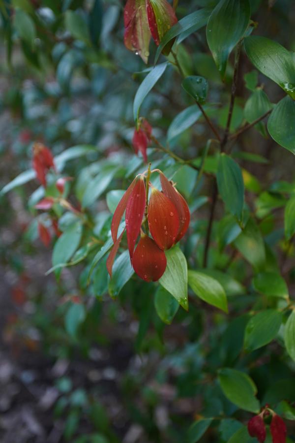 Lucious, Shade-loving: Trochocarpa laurina – Mallee Design